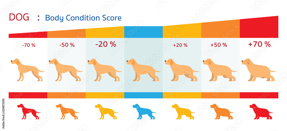 Dog Body Condition Score, Shape, Health Chart and Infographic Stock ...