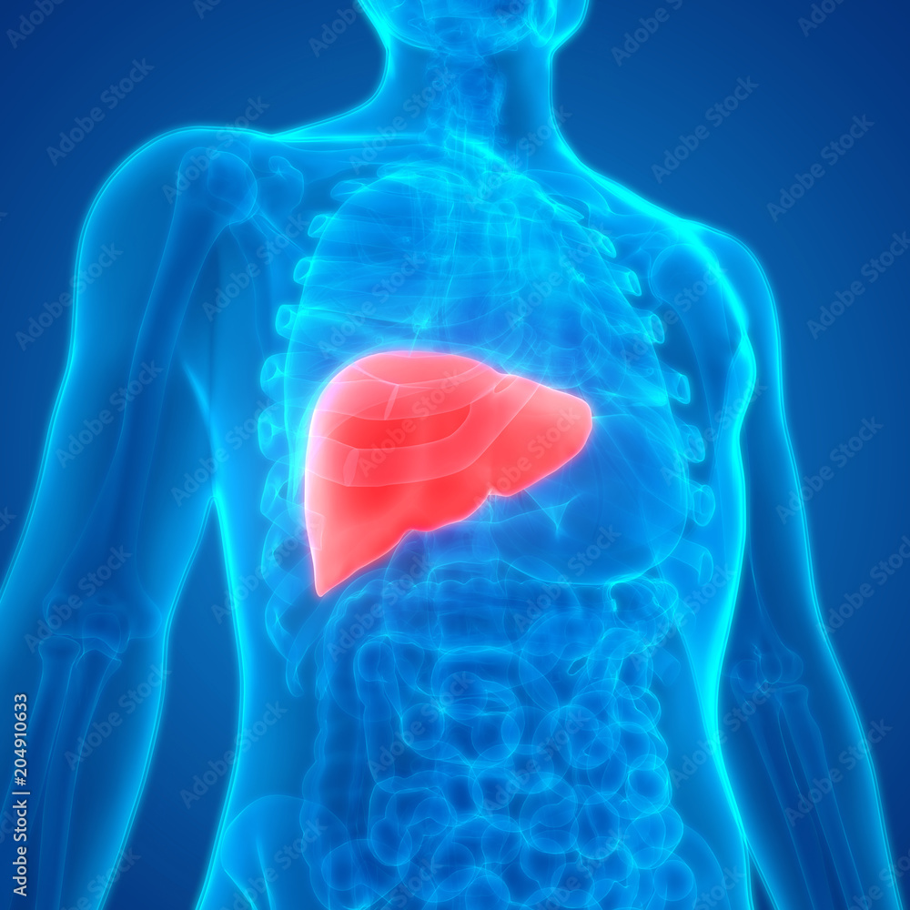 Human Body Organs Liver Anatomy Stock Illustration | Adobe Stock