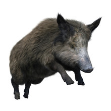 Jumping Boar Free Stock Photo - Public Domain Pictures