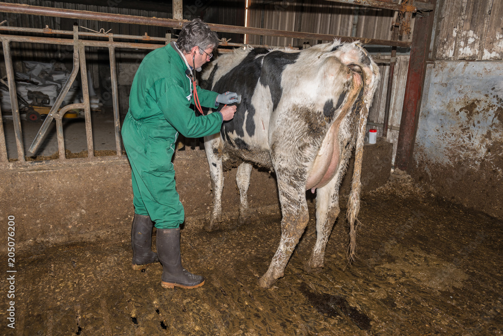 Auscultation du vétérinaire d'une vache laitière du déplacement de la ...