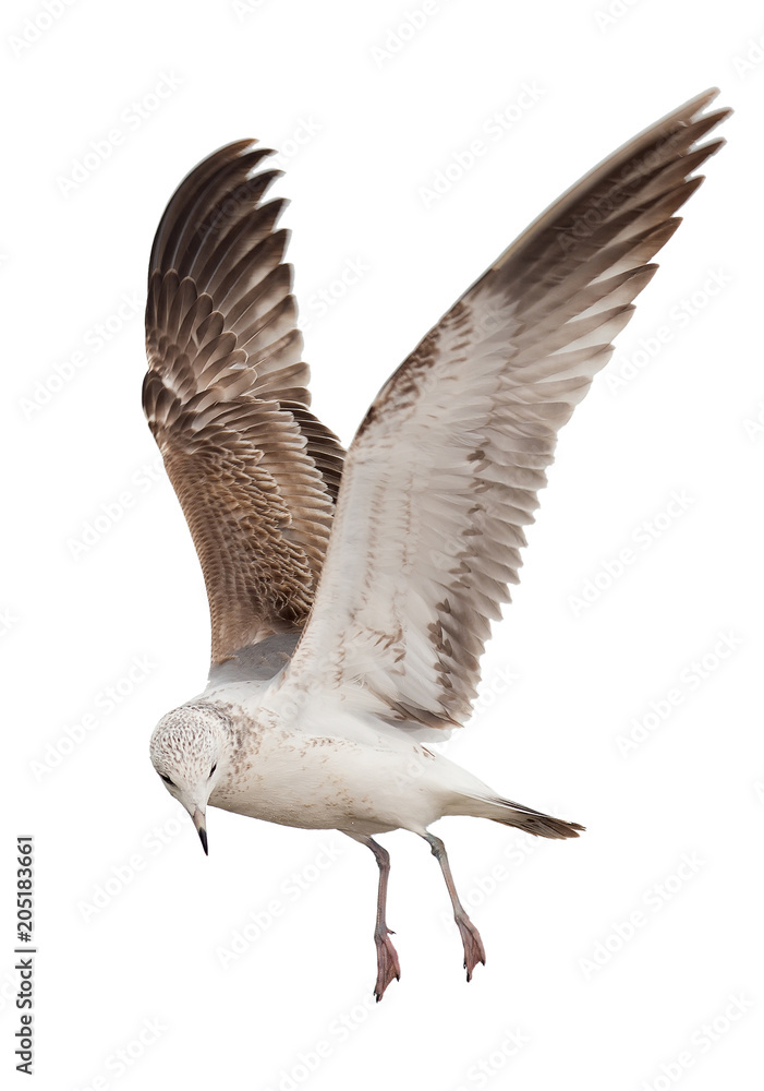 Different types of gulls. A series of photos. Isolated Stock Photo ...