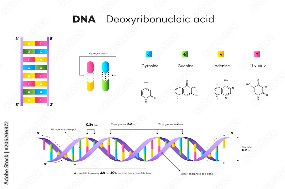 Molecular Structure Of DNA. Infographic Educational Vector Illustration ...
