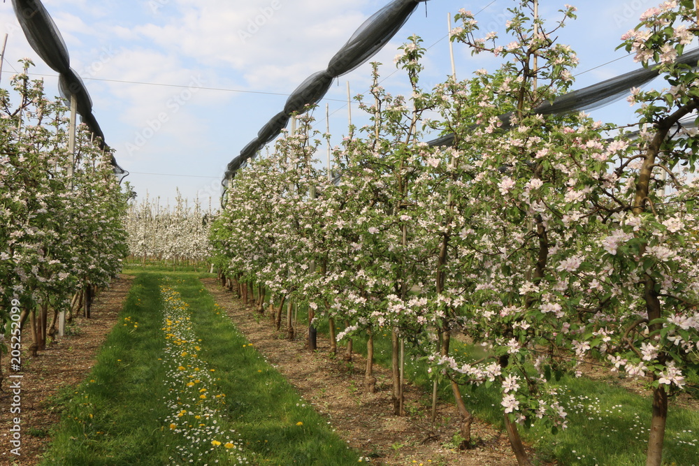 Bundled hail protection nets over an apple orchard, zusammengerollte ...