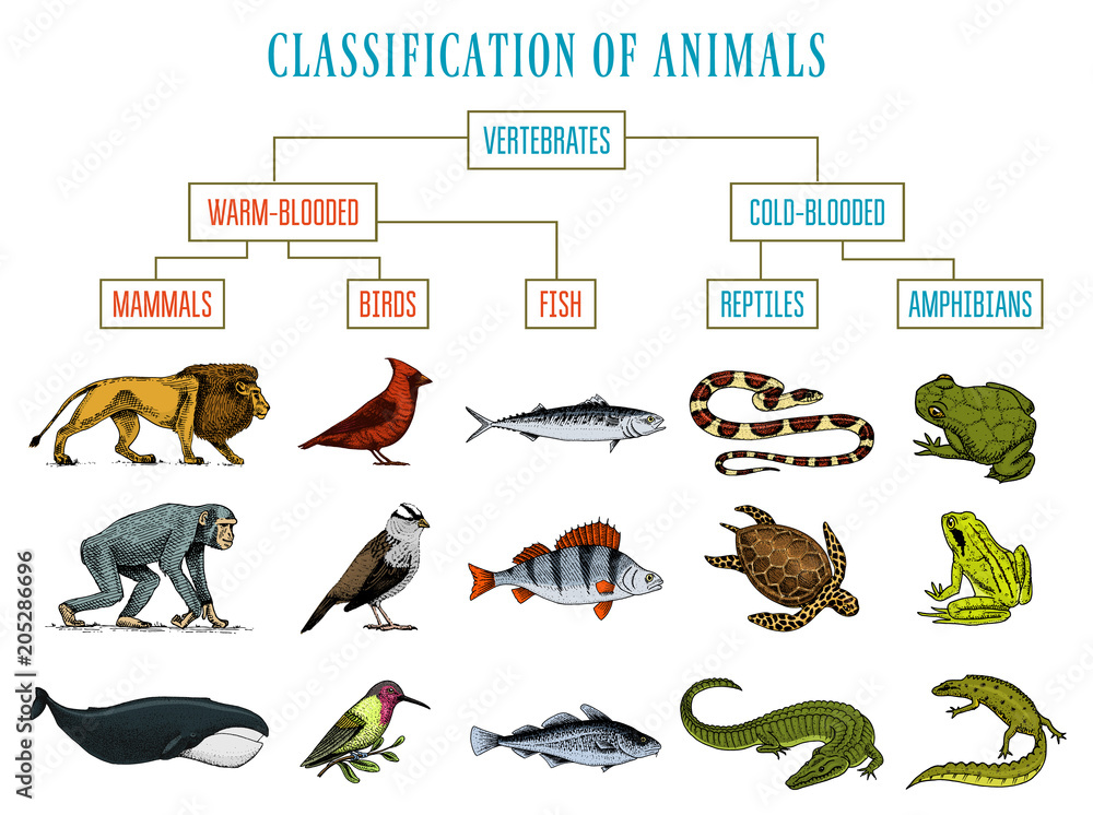 Classification of Animals. Reptiles amphibians mammals birds. Crocodile ...