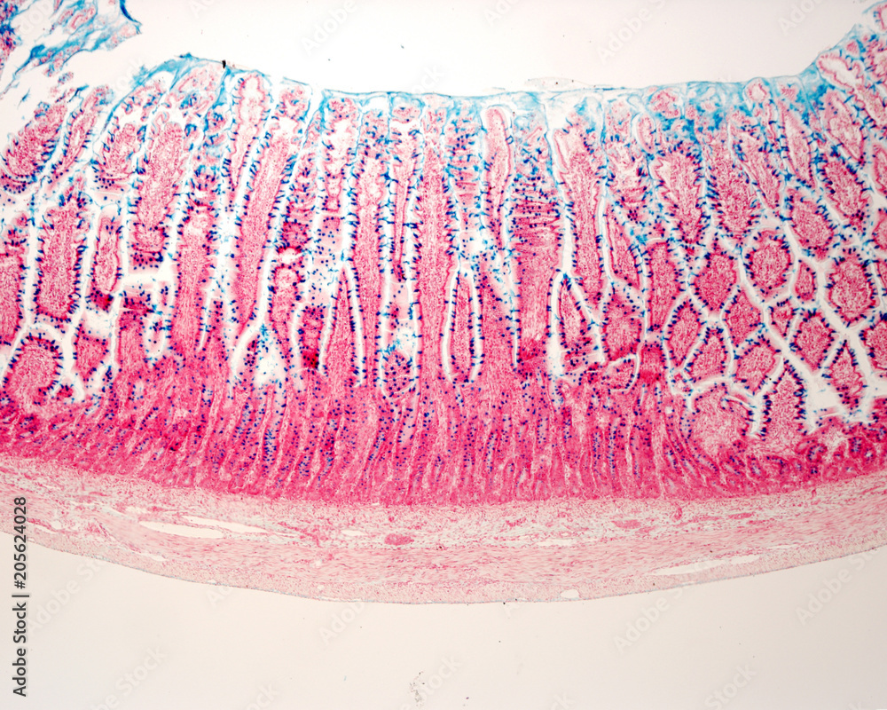 Goblet cells. Intestinal epithelium Stock Photo | Adobe Stock