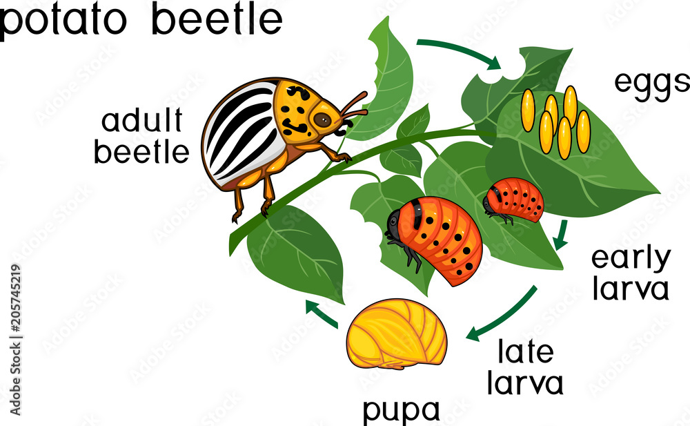 Life cycle of Colorado potato beetle or Leptinotarsa decemlineata ...