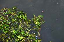 Trench Filled With Putrid Water Free Stock Photo - Public Domain Pictures