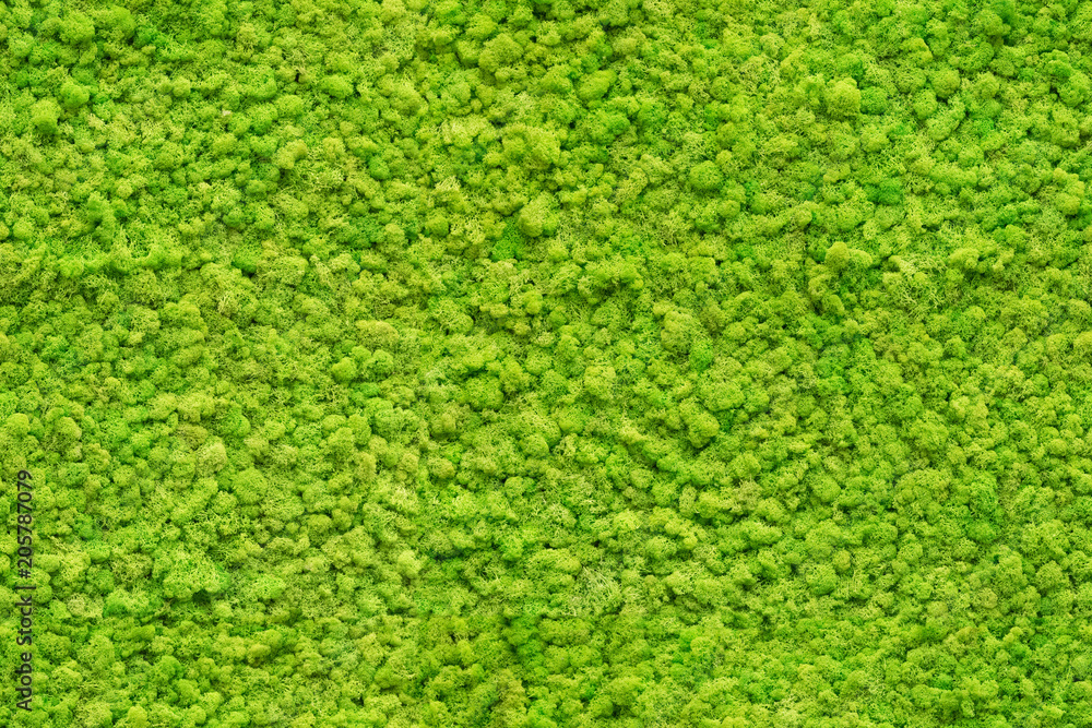 seamless close up green moss texture Stock Photo | Adobe Stock