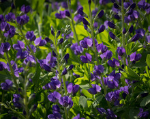 Long-Bract Wild Indigo Blooms Free Stock Photo - Public Domain Pictures
