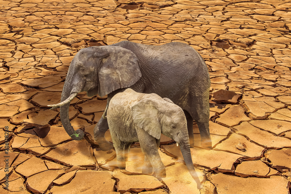 The last surviving elephants on cracked earth background. concept of ...