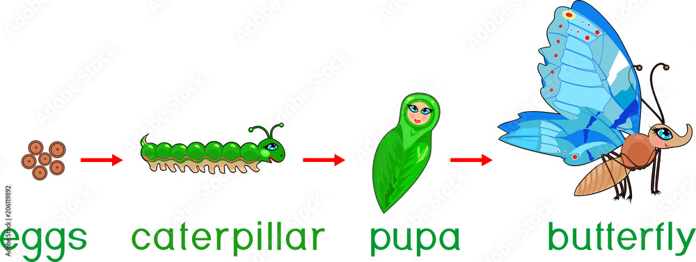 Life cycle of butterfly. Sequence of stages of development from egg to ...