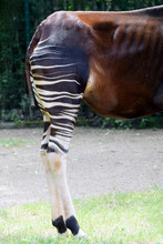 Zebra Legs Okapi Animal Free Stock Photo - Public Domain Pictures