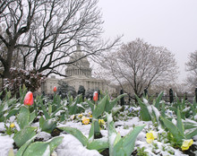 Beautiful Tulips Of Washington Free Stock Photo - Public Domain Pictures