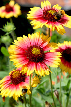 Flower, Gaillardia Free Stock Photo - Public Domain Pictures