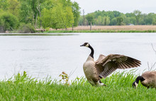 Goose Butt Free Stock Photo - Public Domain Pictures