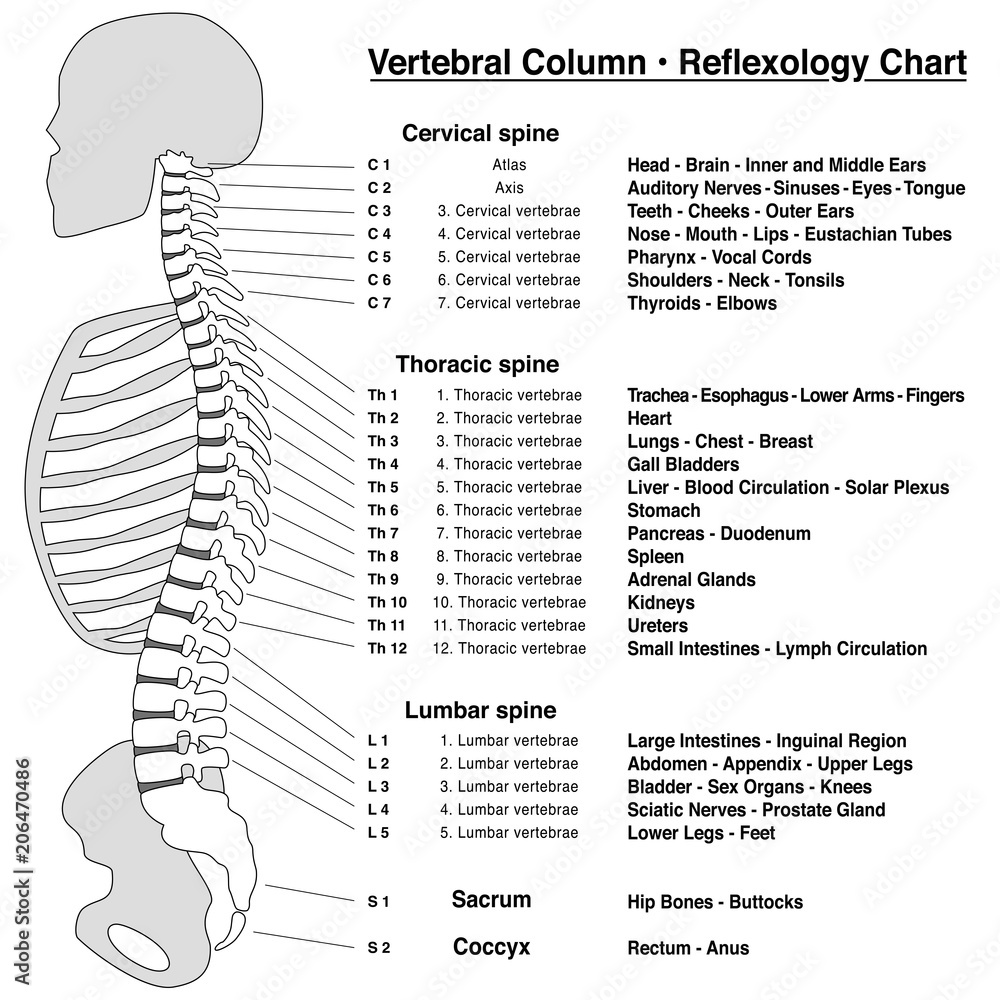 Spine column reflexology chart. Vertebral column with names and numbers ...