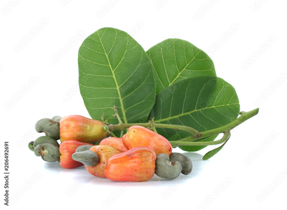 Cashew fruit (Anacardium occidentale) isolated on white background ...