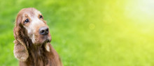 Old Red Dog Free Stock Photo - Public Domain Pictures