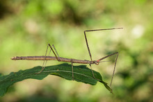 Stick Bug Free Stock Photo - Public Domain Pictures