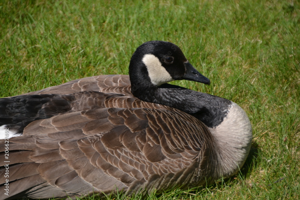 Canadian Goose Resting Stock Photo | Adobe Stock