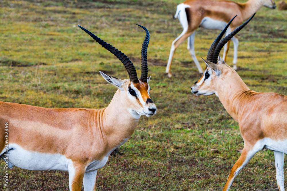 Thomson's gazelle (Eudorcas thomsonii), known as tommie in East Africa ...