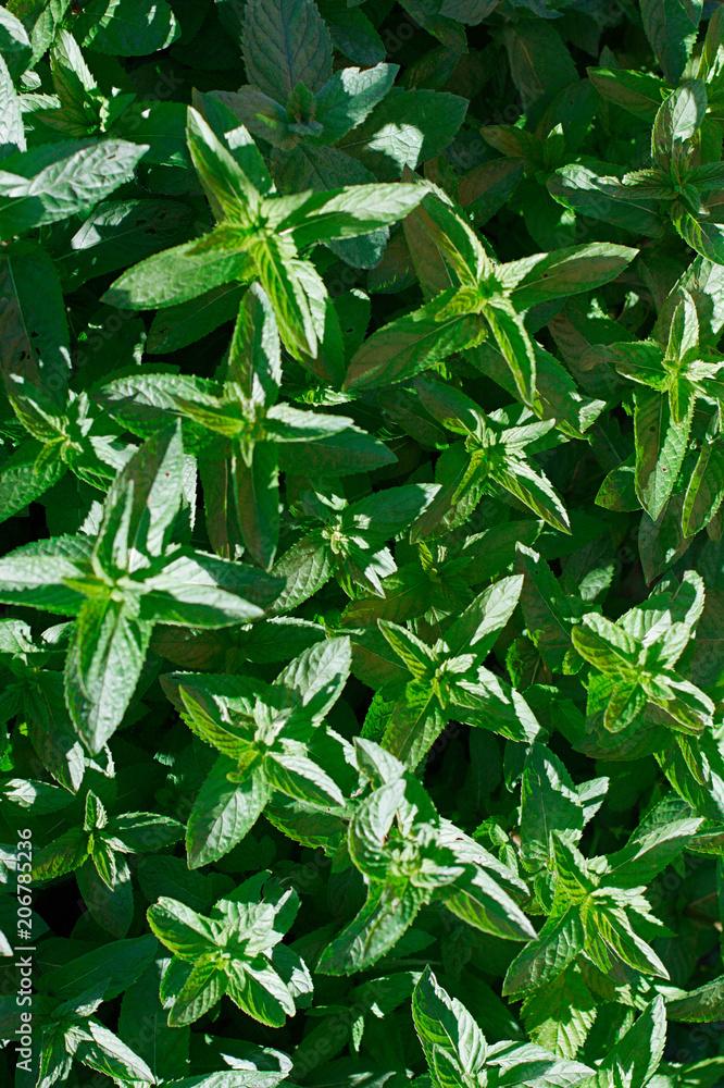 Green mint plant grow at vegetable garden. Background leaf with ...