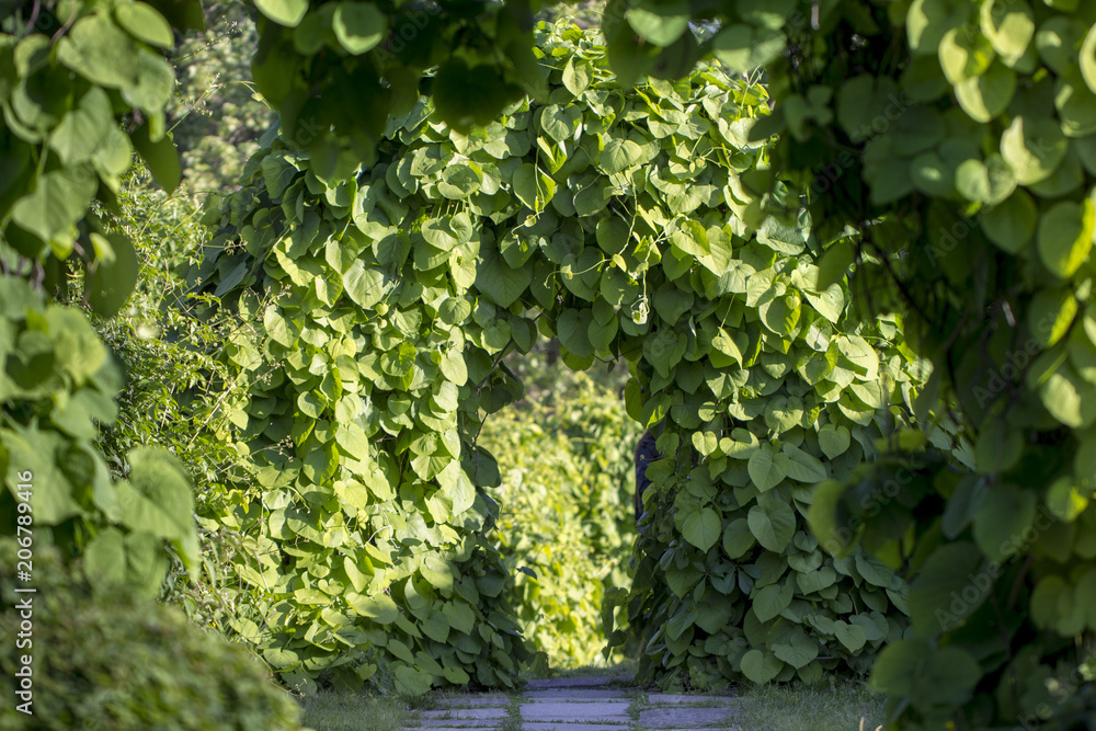 Asarum europaeum. Use of twisted plants in landscape design Stock Photo ...