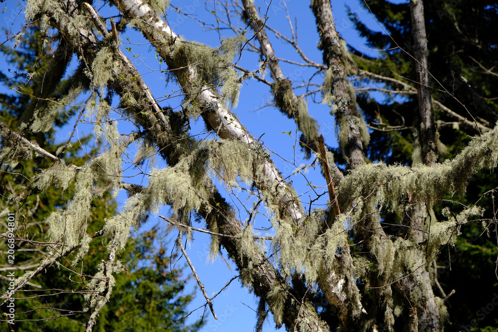 Usnea filipendula (fishbone beard lichen) is a pale gray-green ...