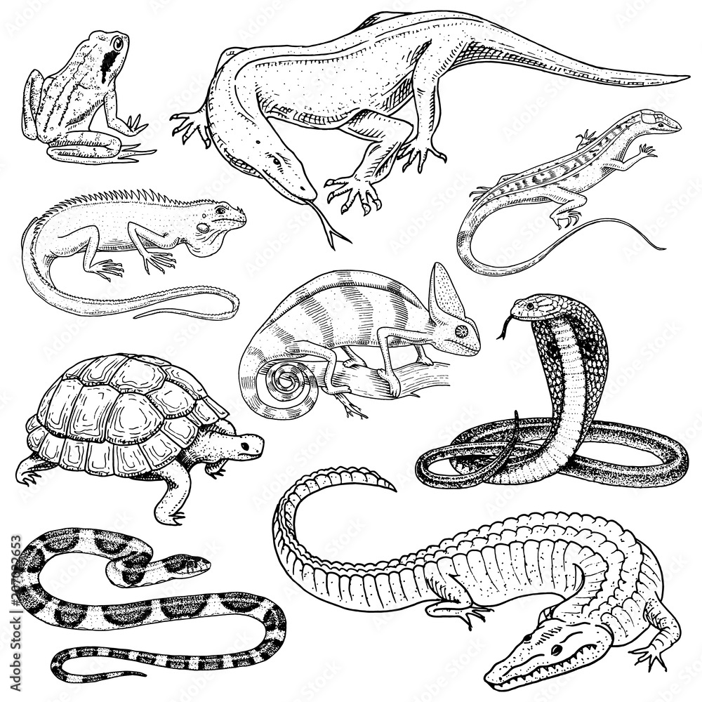Set of reptiles and amphibians. Wild Crocodile, alligator and snakes ...