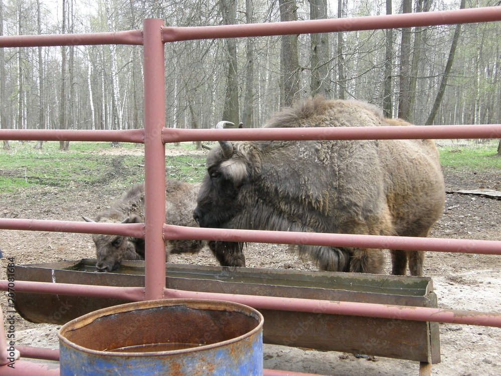 animal, animal themes, animal wildlife, animals in captivity, barrier ...