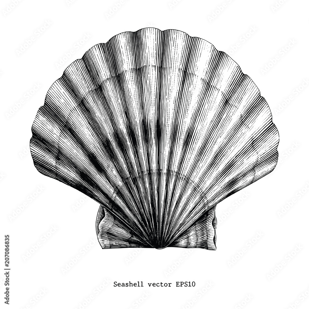 Scallop Seashell vintage clip art Stock Vector | Adobe Stock