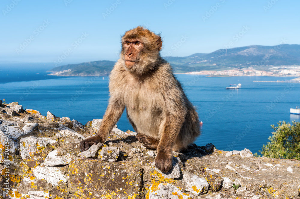 Famous wild macaque that relax in Gibraltar Rock. The Gibraltar monkeys ...
