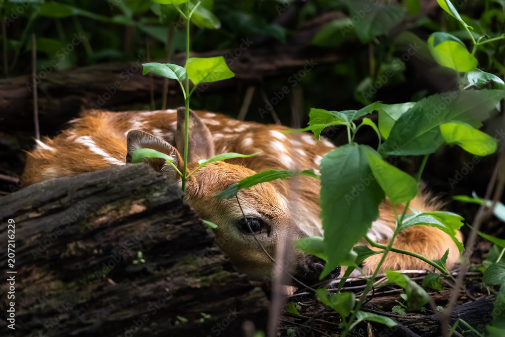 Newborn Fawn Hiding in the Woods Stock Photo | Adobe Stock