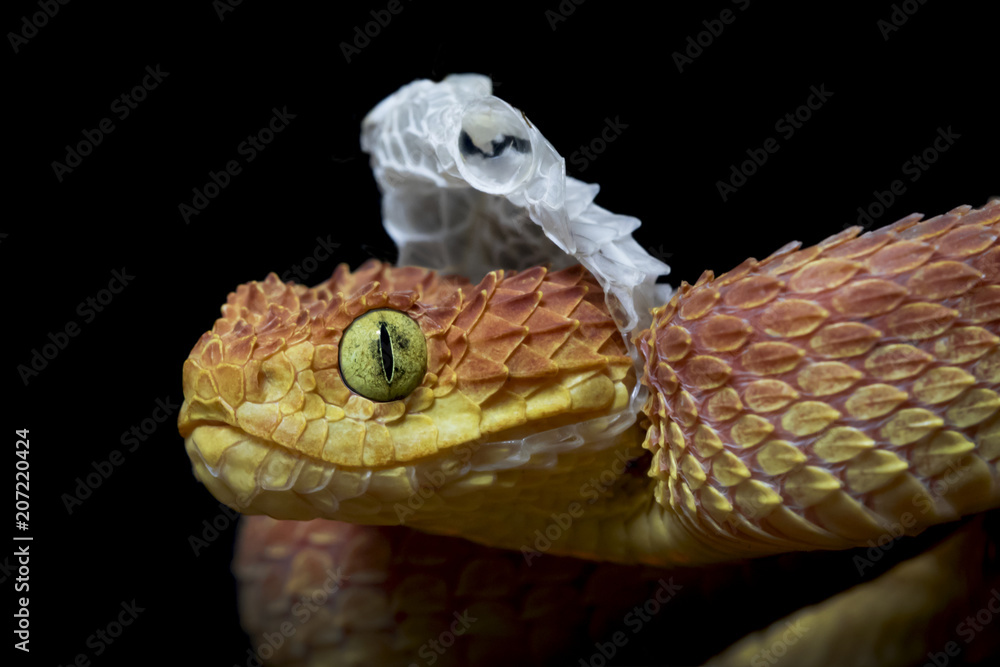 Venomous Male Bush Viper (Atheris squamigera) Snake Shedding his Skin Stock Photo | Adobe Stock