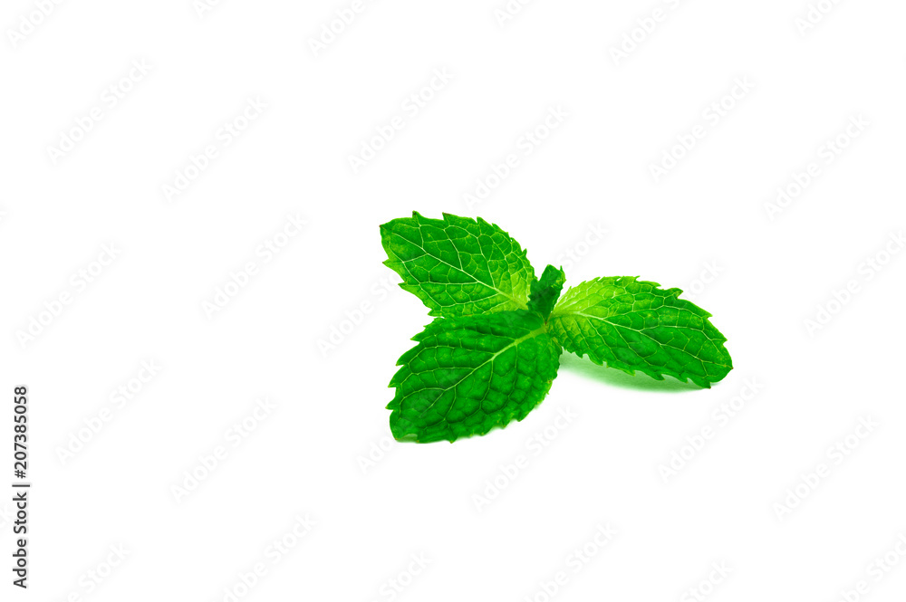 Kitchen mint leaf isolated on white background. Green peppermint ...