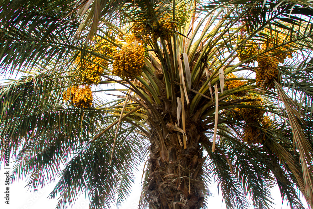 Dense bunches of yellow and dark brown ripen kimri dates with lot of ...