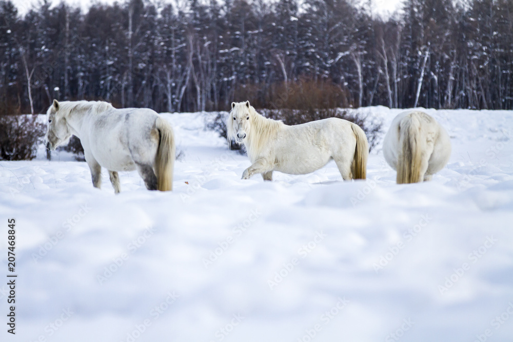 Yakut horse. Northern horse from Yakutia. Yakut horses graze at winter ...