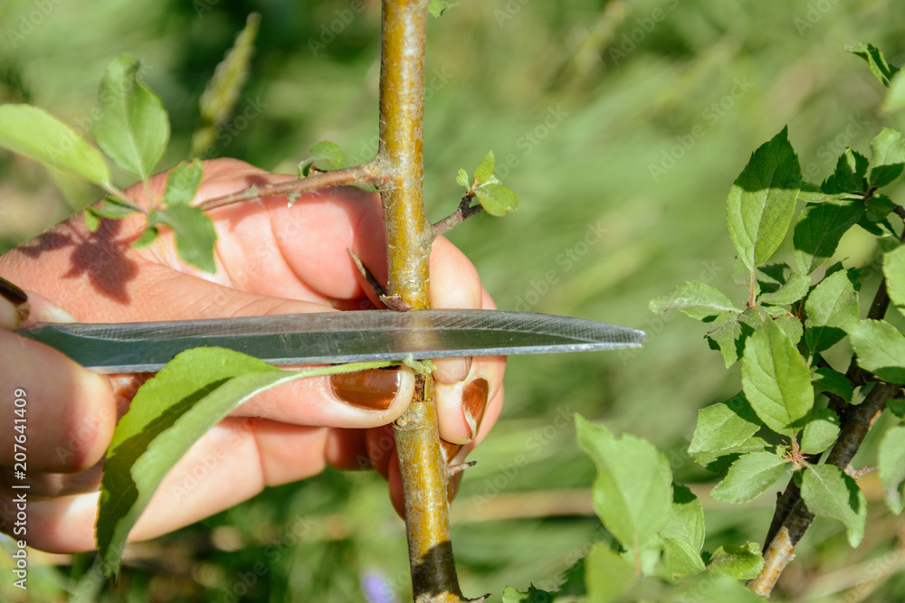 Oculization and inoculation of fruit tree in the countryside Stock ...