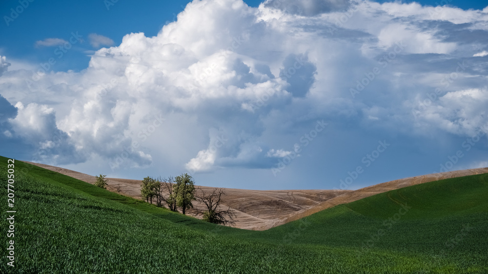 Trees between hills in The Palouse 2 の Stock フォト | Adobe Stock