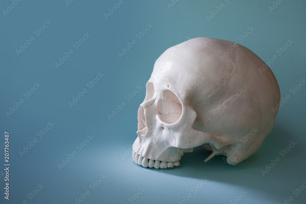 Skull Profile View Without Jaw