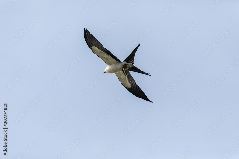 Flying swallow-tailed kite Elanoides forficatus with a Cuban knight ...