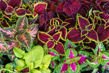 Coleus Leaves Close-up Free Stock Photo - Public Domain Pictures