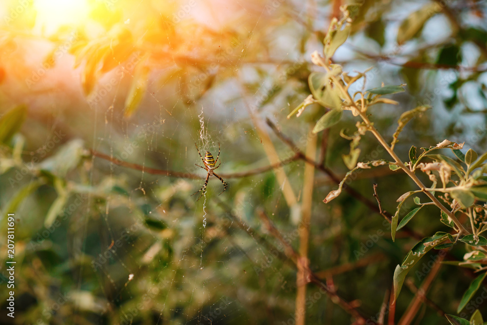 Argiope bruennichi is a species of orb-web spider distributed ...