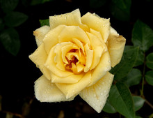 Yellow Eclipse Free Stock Photo - Public Domain Pictures