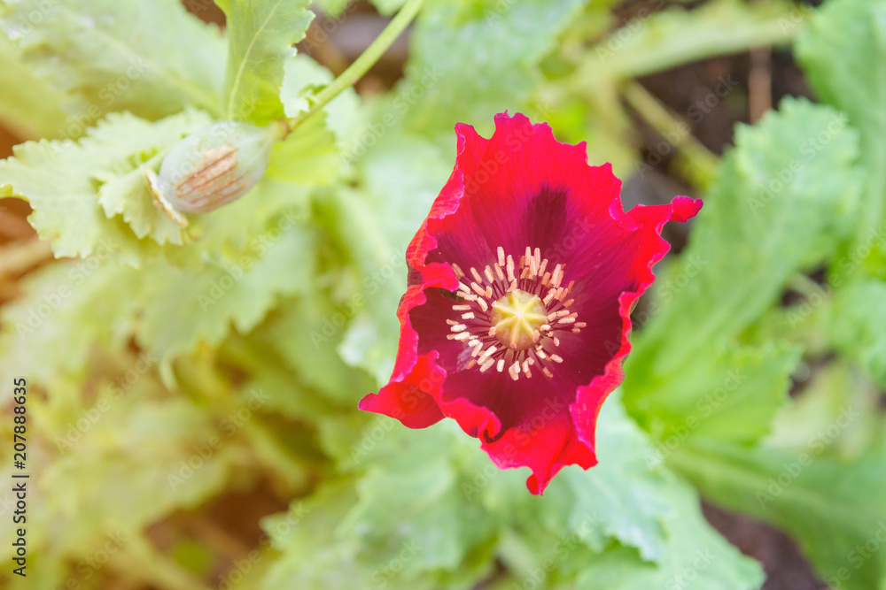 Opium poppy Flowers blossom on wild field..Red Opium poppy from top ...