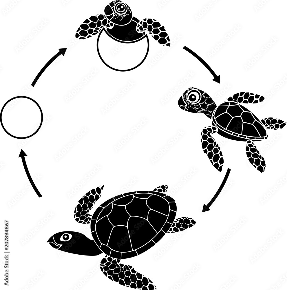 Life cycle of sea turtle. Sequence of stages of development of turtle ...