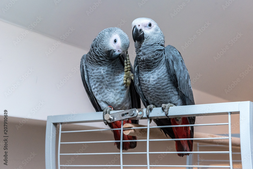 Pair of young African gray parrots - Jaco parrots sitting on their open ...