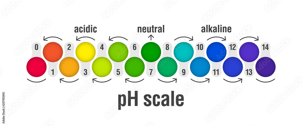 Stock-Vektorgrafik „pH value scale chart for acid and alkaline solutions, acid-base balance ...