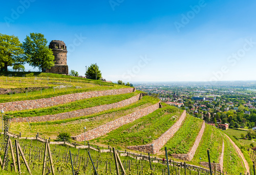 Weinberg mit Bismarckturm in Radebeul / Sachsen Stock-Foto | Adobe Stock