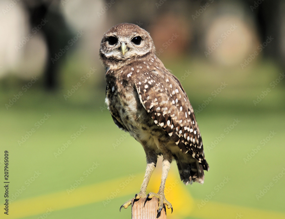 The Burrowing Owl / The Burrowing Owl located at the Brian Piccolo Park ...